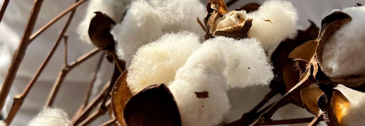 Algodón Peruano: calidad, finura y resistencia | In Bloom